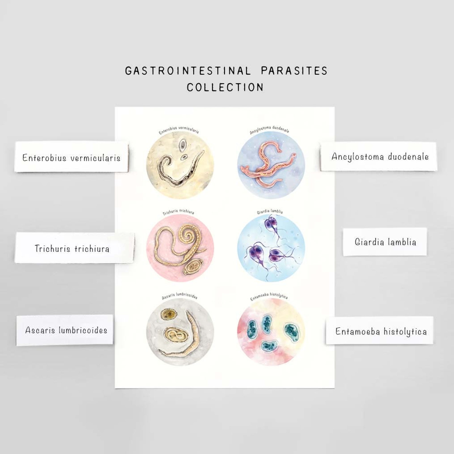 Intestinal Parasite Collection, Science Art Poster, Microbiology Print ...