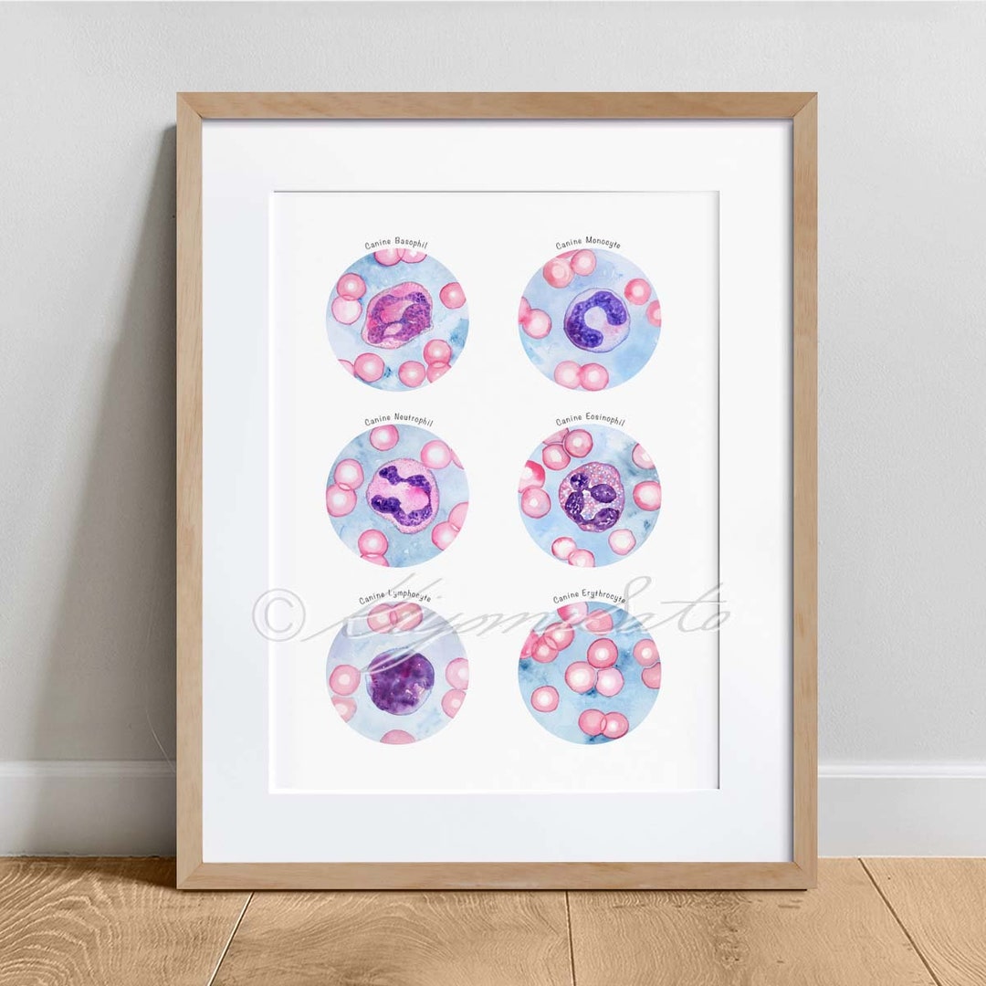Canine Blood Cells Collection, Veterinary Art Print Decor, Dog Biology ...