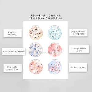 Feline UTI Causing Bacteria Collection Science Art Poster, Bacteria ...