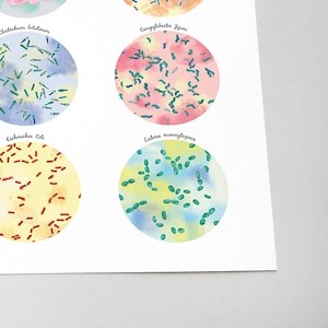 Foodborne Pathogens Collection Poster, Bacteria Science Art ...