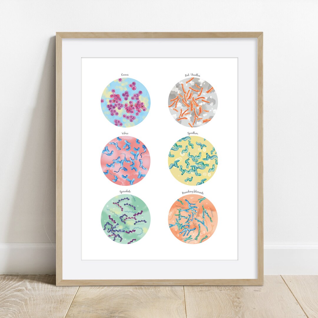 Bacterial Shape Collection, Microbiology Poster, Science Art, Science ...
