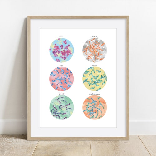 Bacterial Shape Collection Microbiology Poster Science Art - Etsy