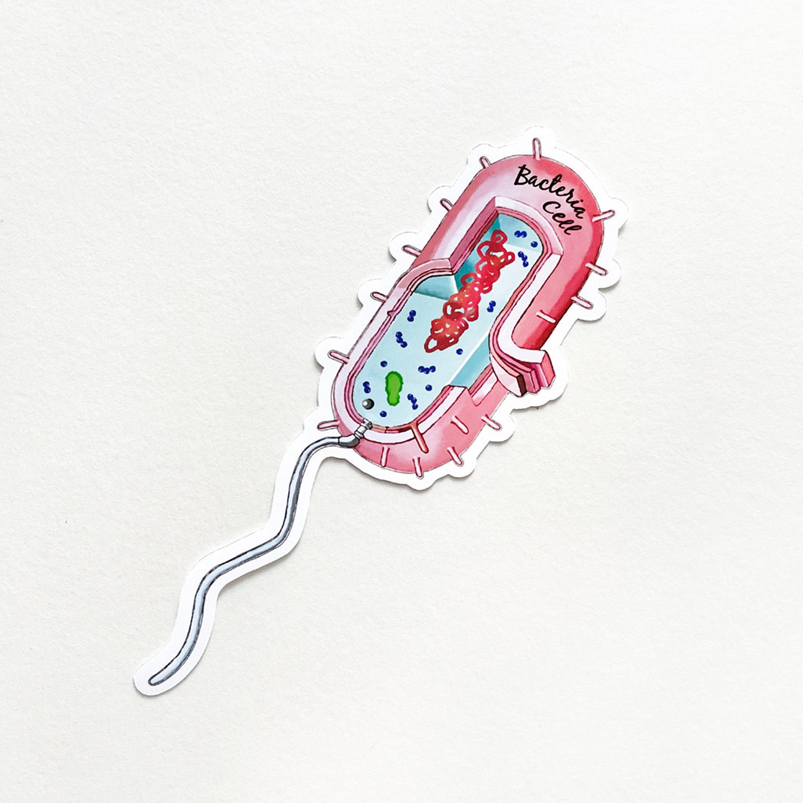 Cell Sticker Set of 3 Animal Cell Bacteria Cell Plant Cell | Etsy