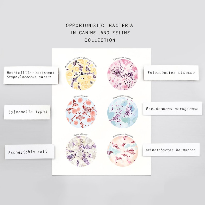 Opportunistic Bacteria of Canine and Feline Collection Art Print ...