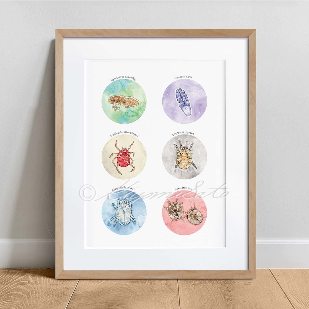 Feline External Parasites Collection, Veterinary Art Print Decor, Cat ...