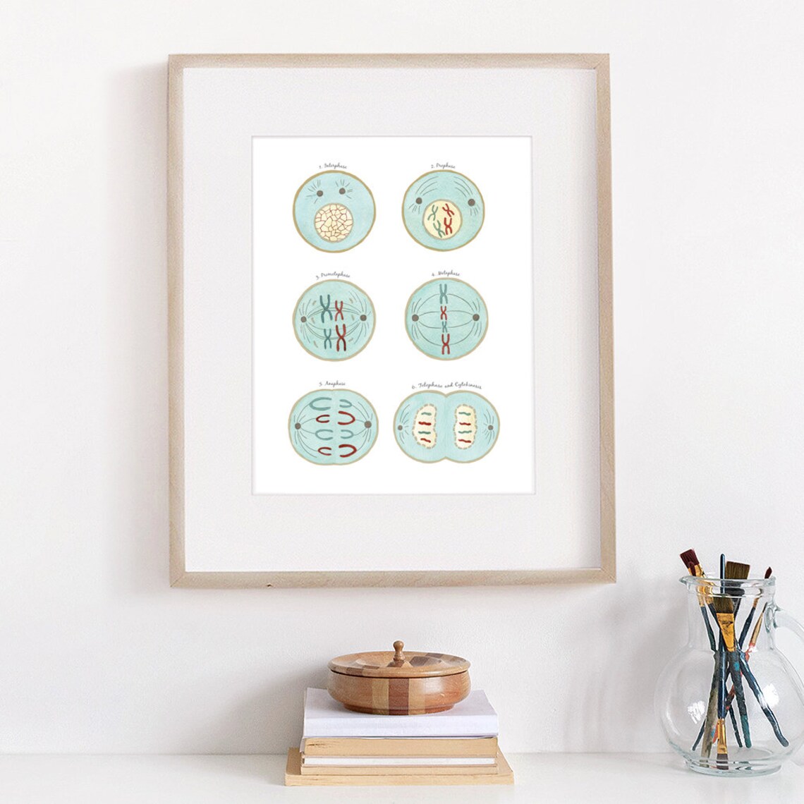 Mitosis Phases, Cell Cycle Art, Microbiology Poster, Science Art ...