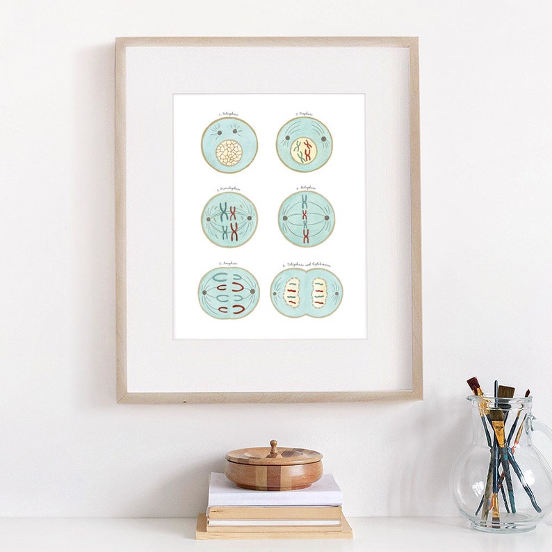 Mitosis Phases Cell Cycle Art Microbiology Poster Science - Etsy