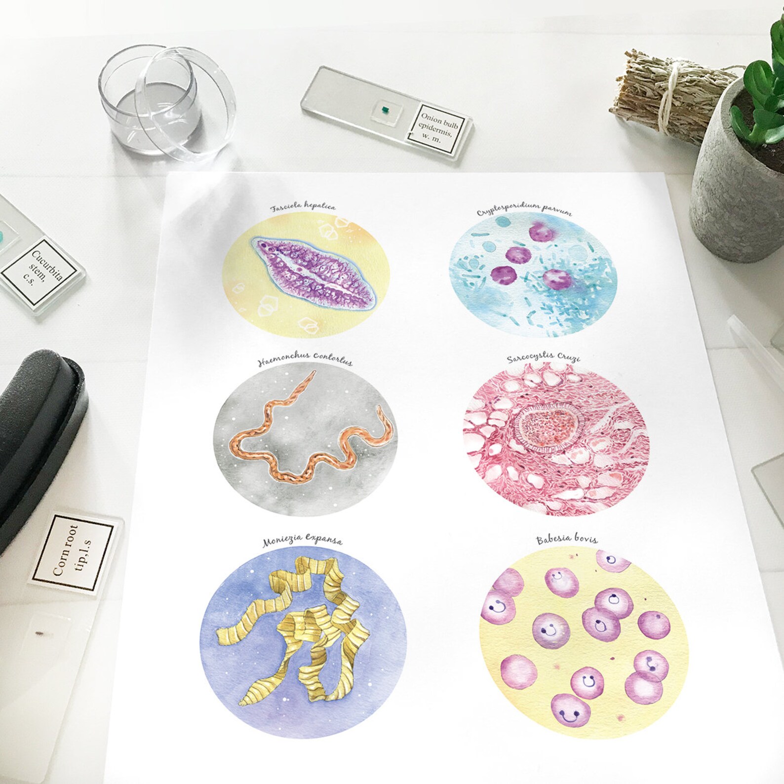 Ruminant Parasites Collection, Science Art Poster, Microbiology Print ...
