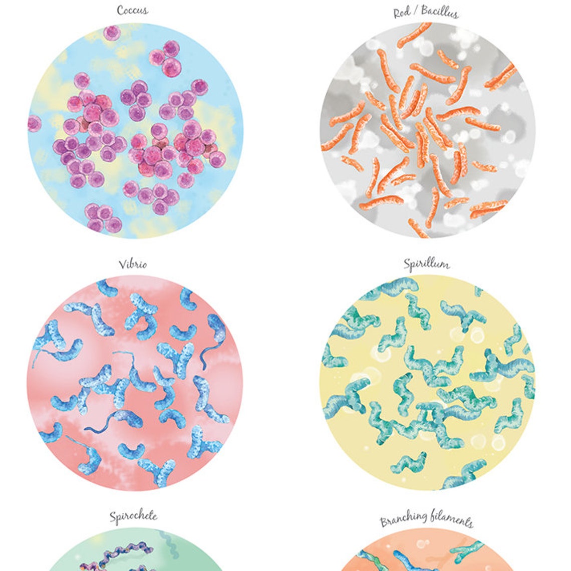Bacterial Shape Collection Microbiology Poster Science Art | Etsy