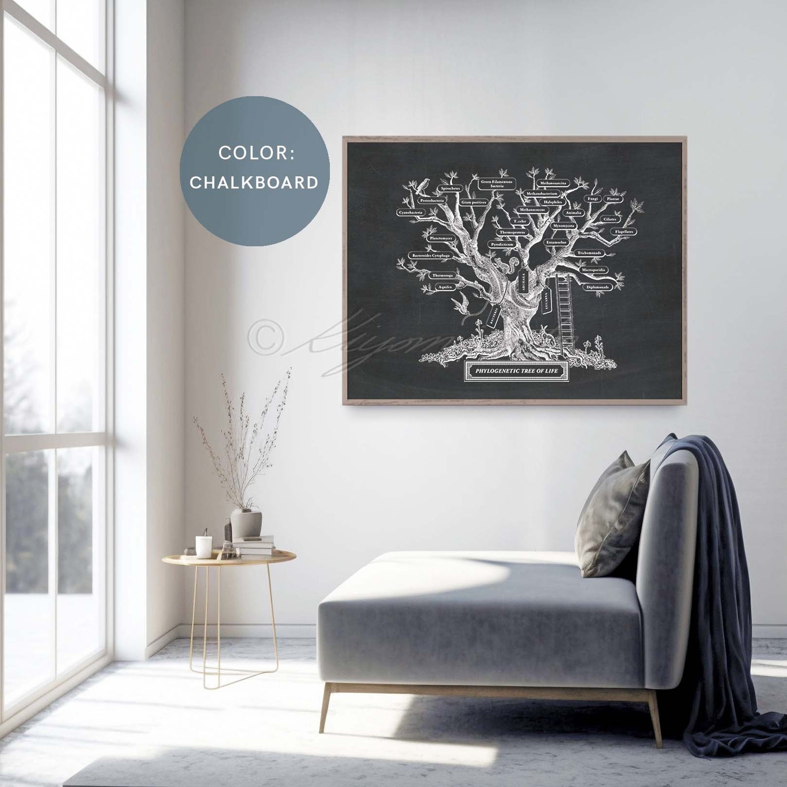 Microbiology Phylogenetic Tree of Life Poster, Microbiology Evolution ...