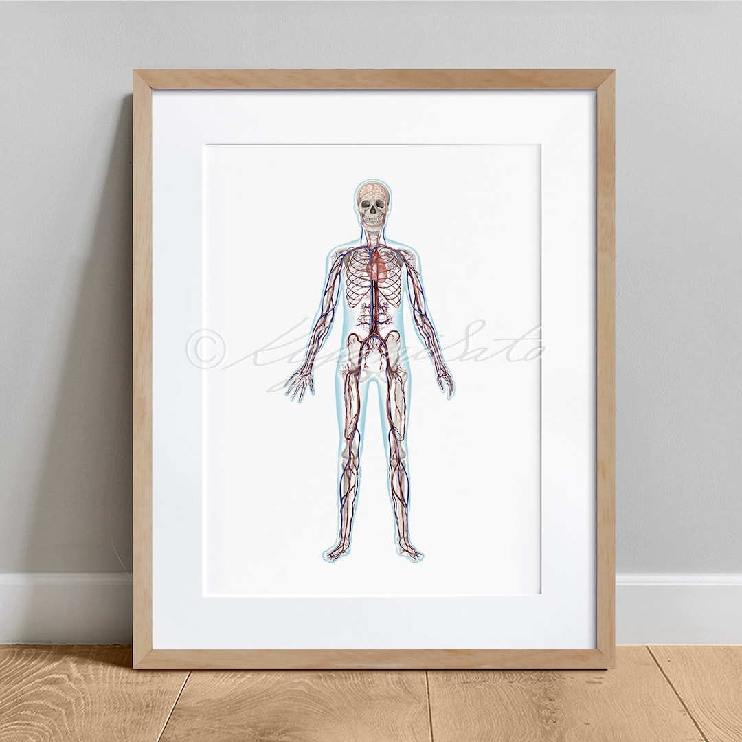 Circulatory System Art Poster, Science Art, Cardiovascular Print ...
