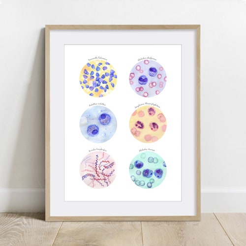 Parasitic Disease Collection Science Art Poster Microbiology - Etsy