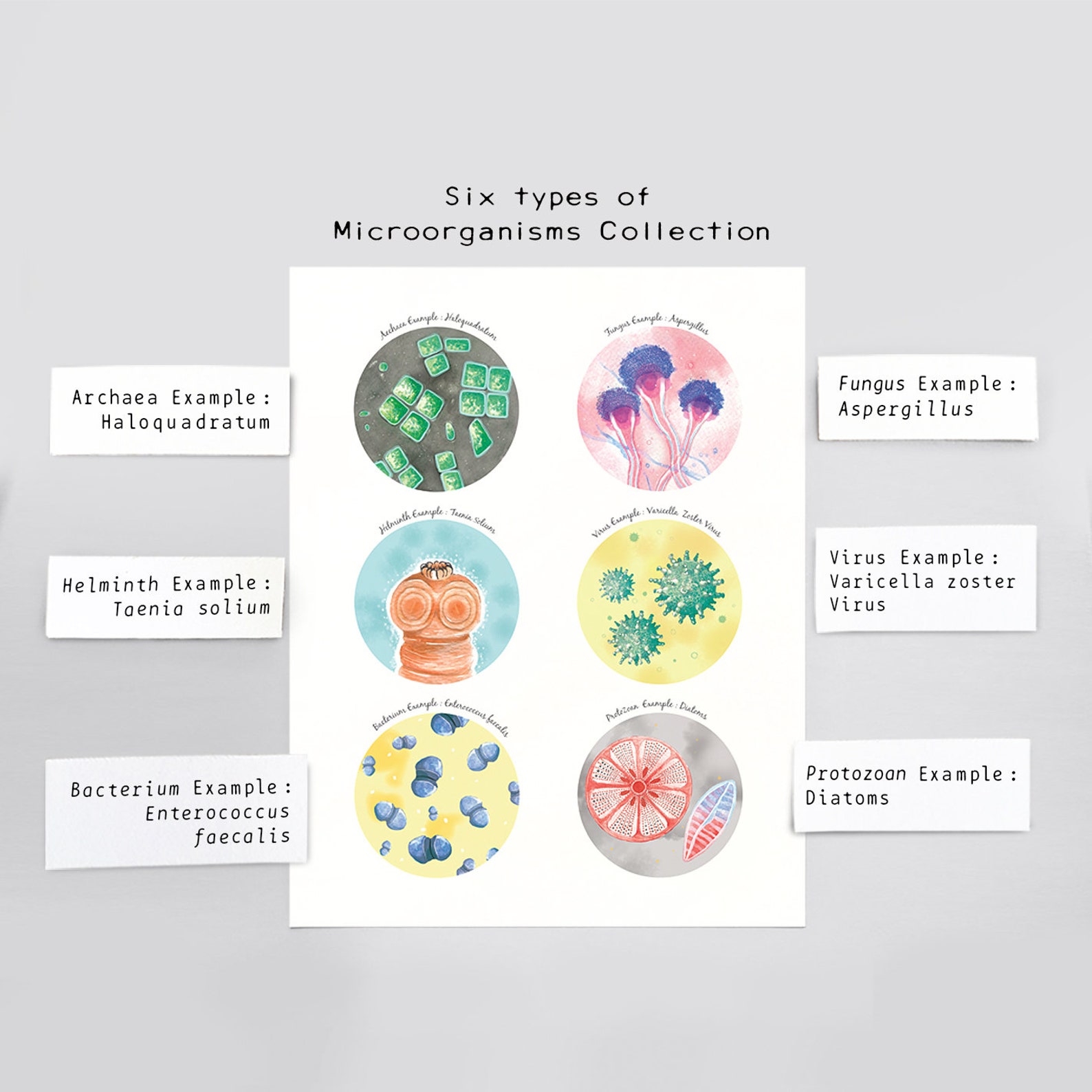 Six Types of Microorganisms Examples Molecular Biology | Etsy