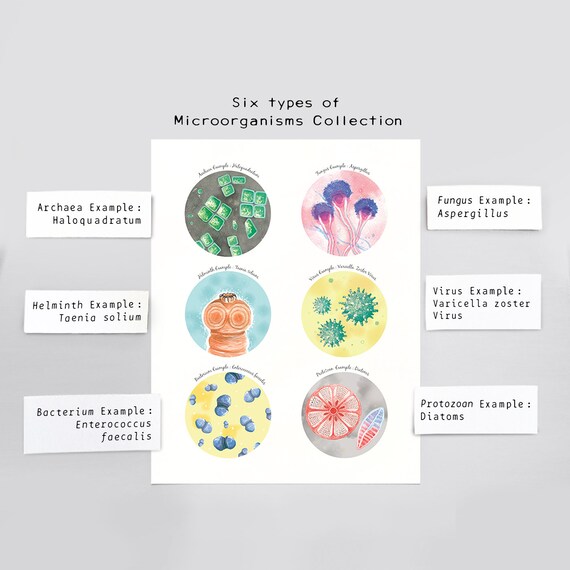 Types Of Microorganisms