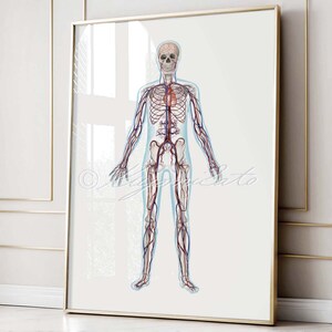 Circulatory System Art Poster, Science Art, Cardiovascular Print ...