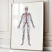 Circulatory System Art Poster, Science Art, Cardiovascular Print ...
