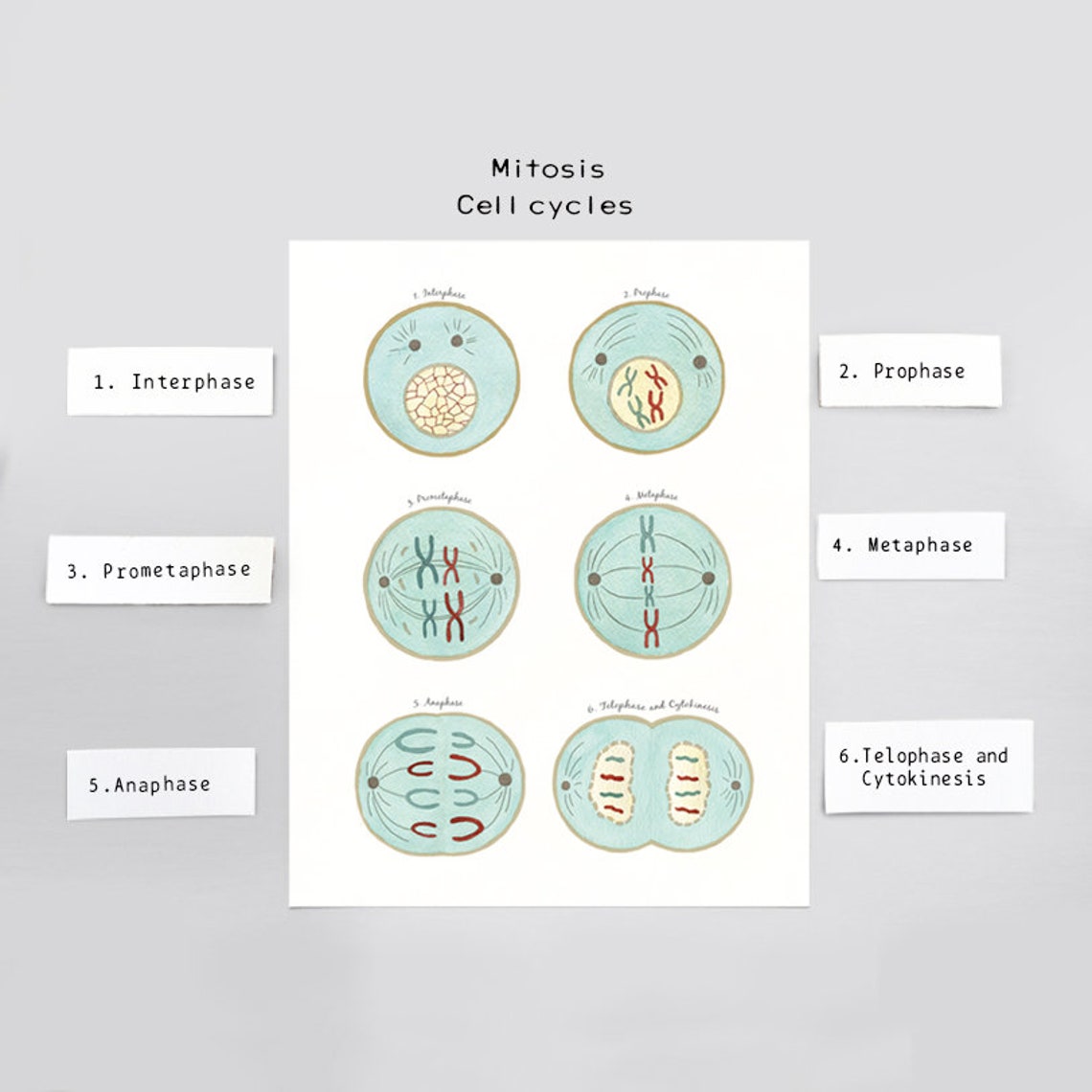 Mitosis Phases, Cell Cycle Art, Microbiology Poster, Science Art ...