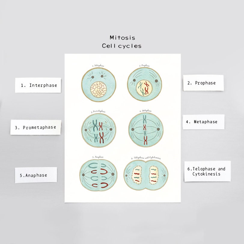 Mitosis Phases, Cell Cycle Art, Microbiology Poster, Science Art ...