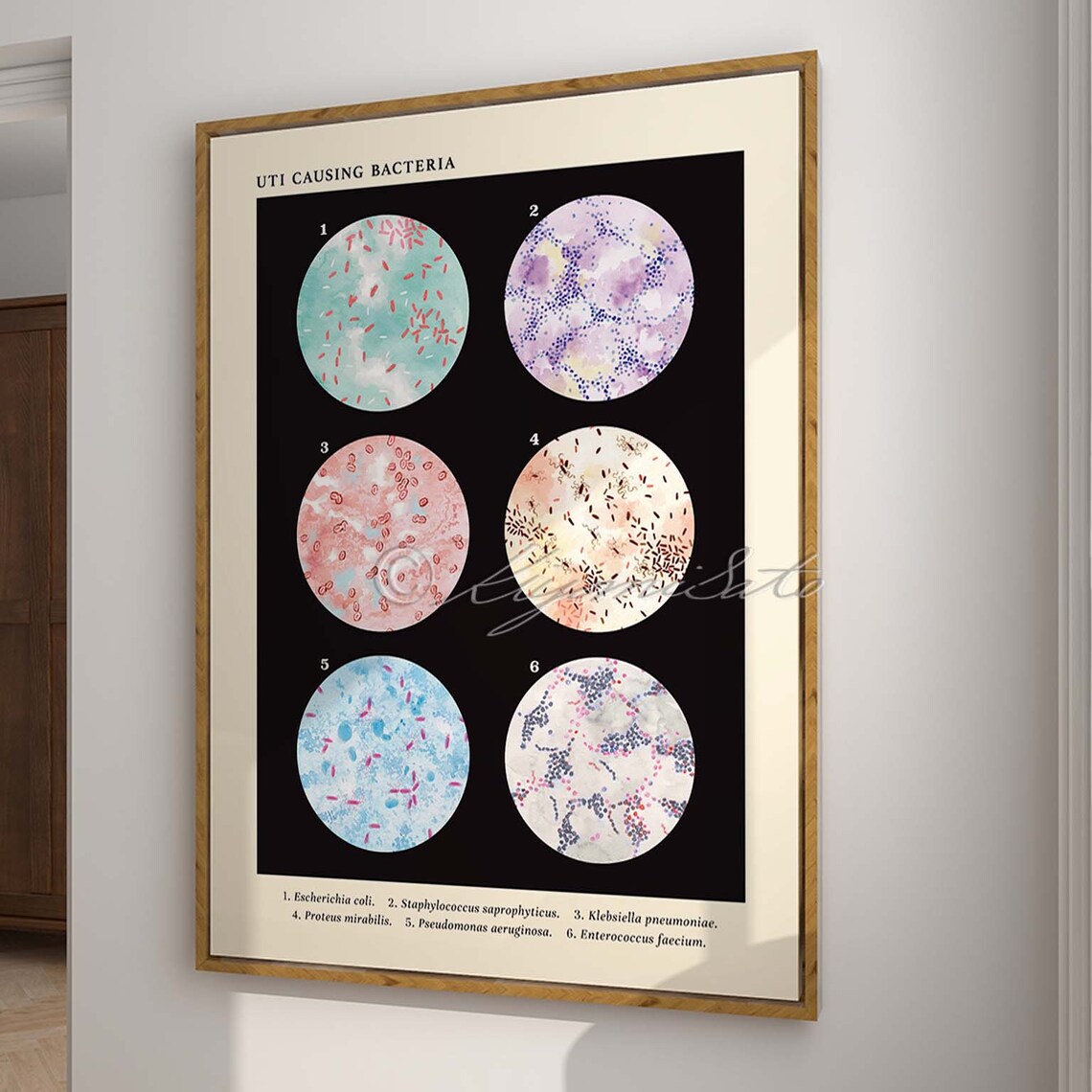 UTI Causing Bacteria Collection Vintage Style Microbiology - Etsy