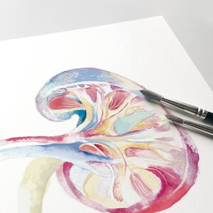 Human Kidney Watercolor Painting Poster, Science Art, Biology Anatomy ...