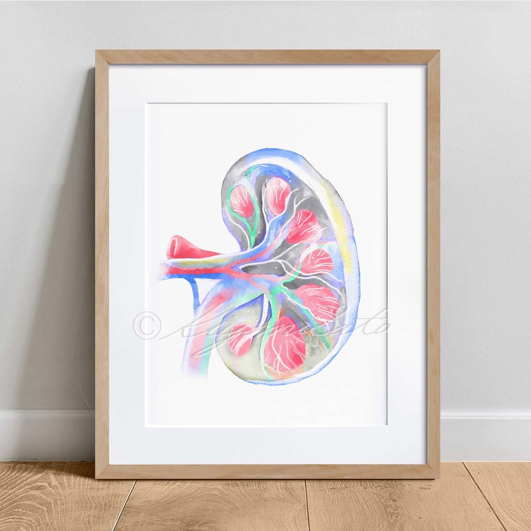 Canine Kidney Anatomy Art Print, Veterinary Decor, Vibrant Colors - Etsy