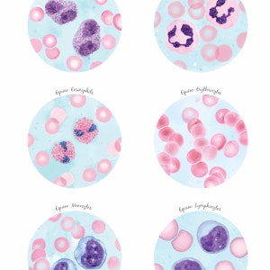 Equine Blood Cells Collection, Veterinary Art Print Decor, Horse ...