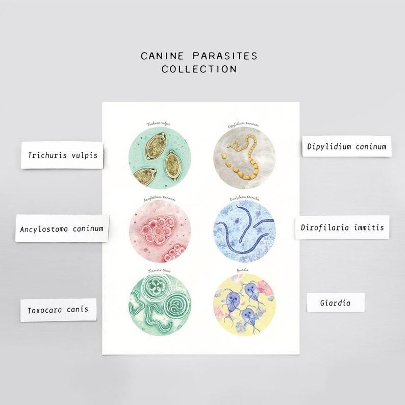 Canine Parasites Collection, Science Art, Microbiology Print ...