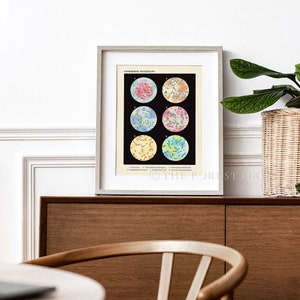 Foodborne Pathogens Collection Poster, Vintage Style Science Art ...