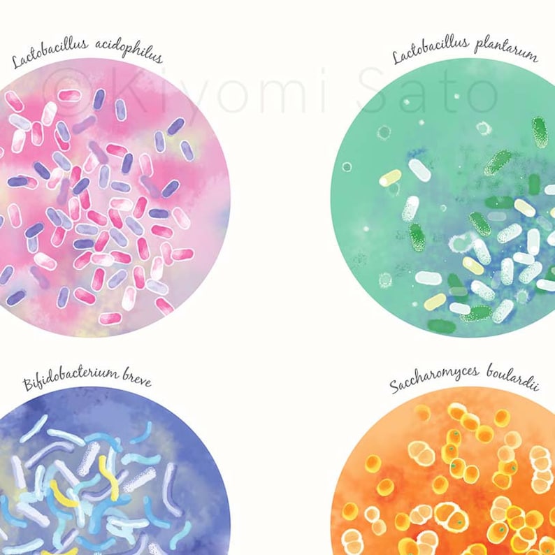 Beneficial Bacteria Collection Probiotics Poster Science | Etsy