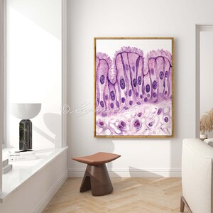 Respiratory Epithelium Histology, Goblet Cells Science Art Decor ...