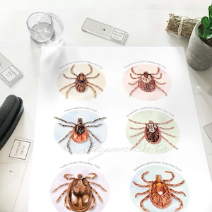 Tick Collection Poster, Veterinary Art, Parasitology Art, Parasite ...