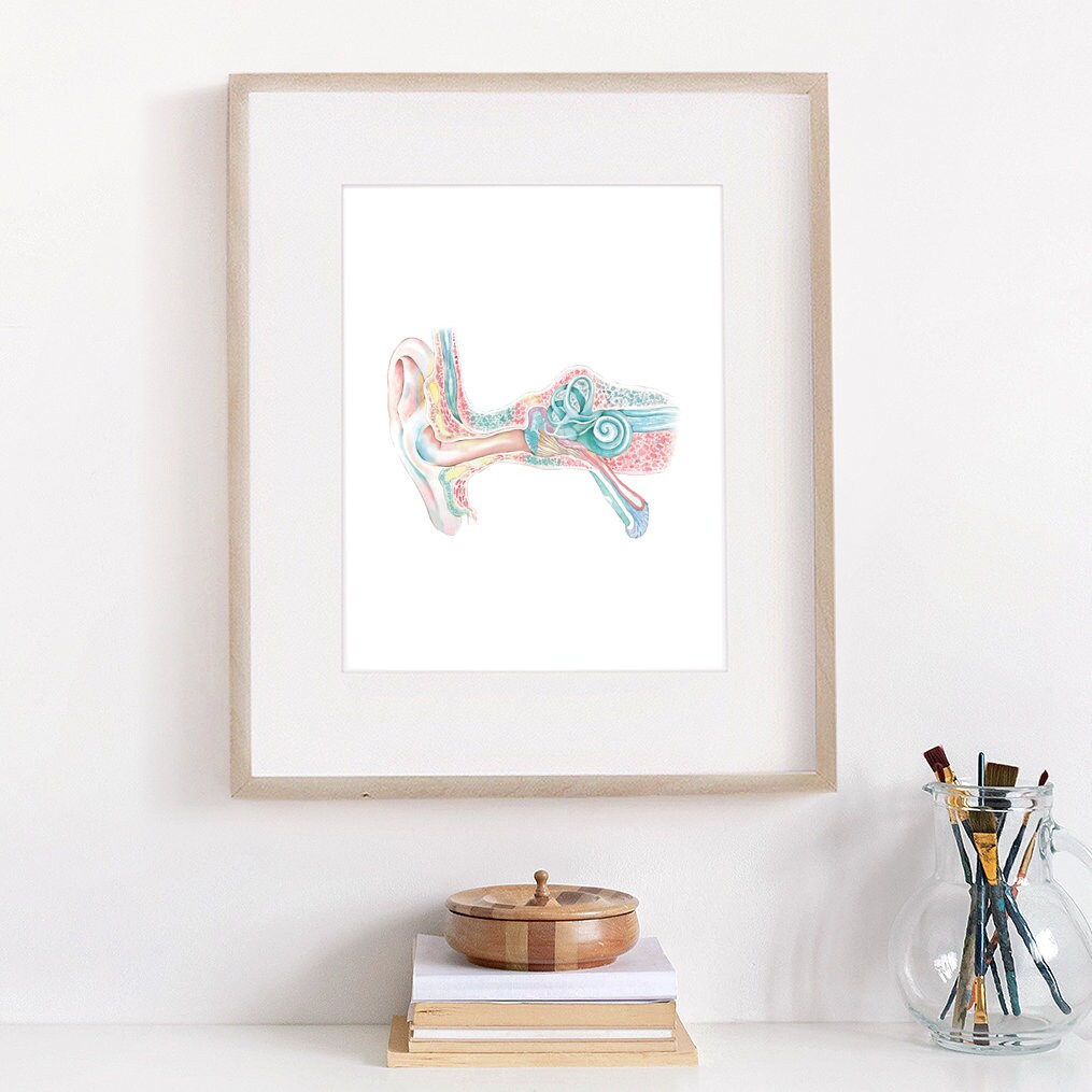 Ear Structure Art Inner Middle Outer Ear Art Print Biology - Etsy