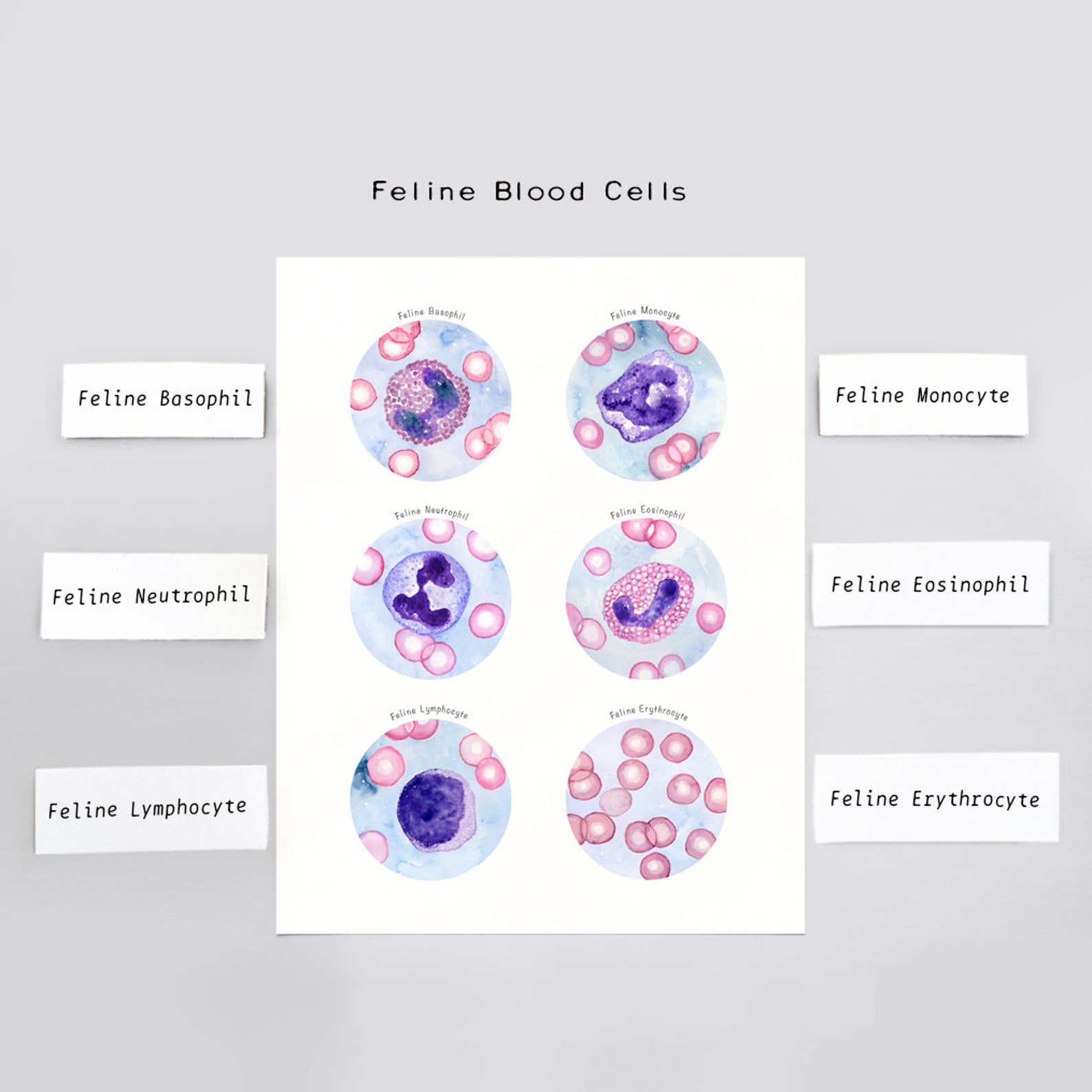 Feline Blood Cells Collection Veterinary Art Print Decor Cat | Etsy
