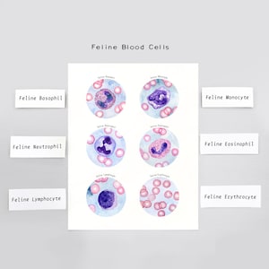 Feline Blood Cells Collection, Veterinary Art Print Decor, Cat Biology ...