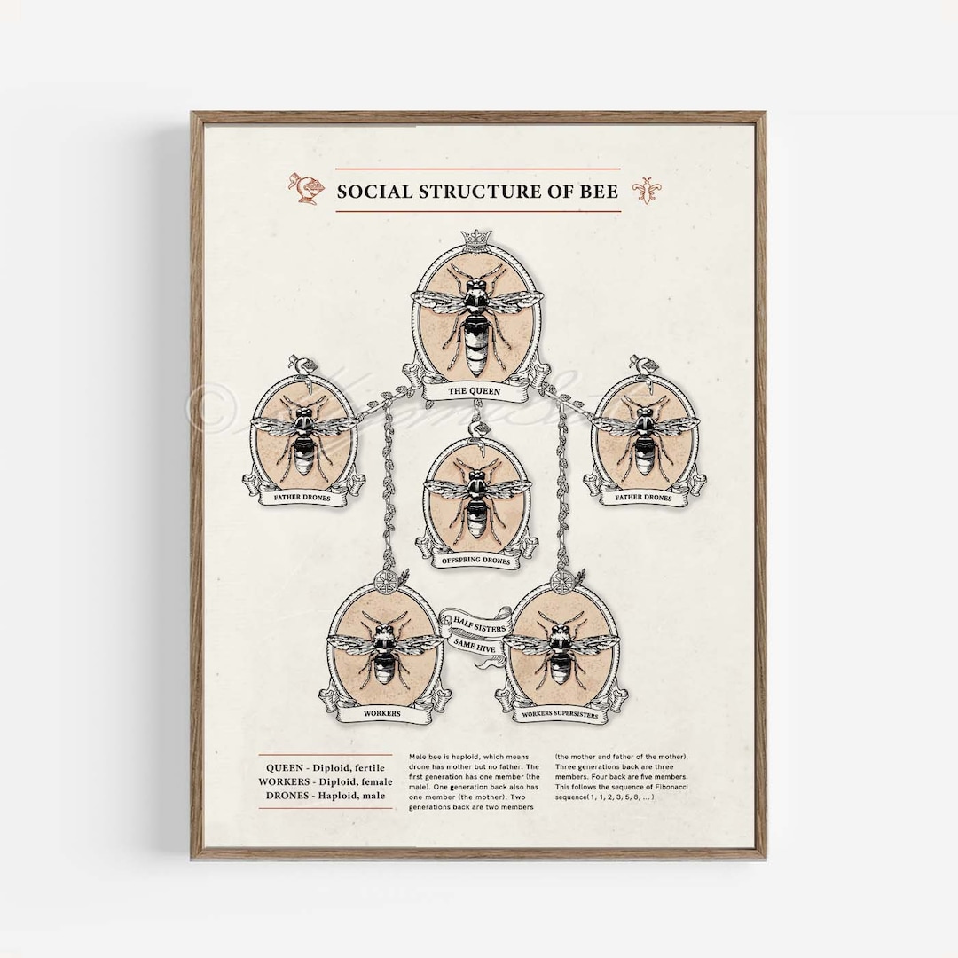 Social Structure of Bee, Melittology Art Poster, Bee Family Chart Print ...