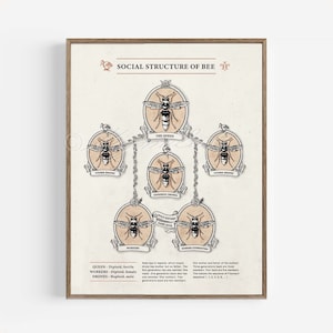 Social Structure of Bee, Melittology Art Poster, Bee Family Chart Print ...
