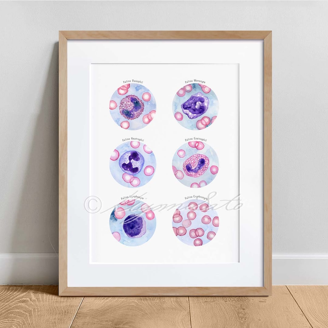 Feline Blood Cells Collection, Veterinary Art Print Decor, Cat Biology ...