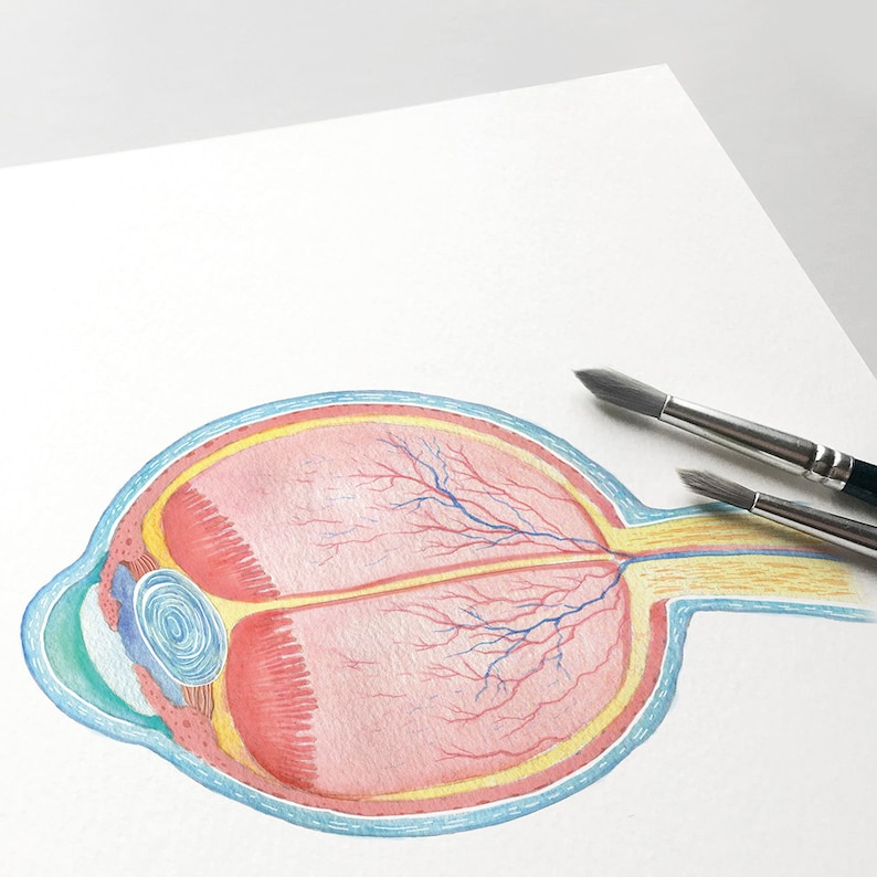 Eye Anatomy Biology Poster Science Art print wall decor | Etsy