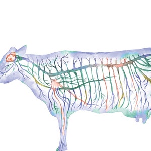 Cattle Nervous System in Blue, Science Art Poster, Veterinary Decor ...