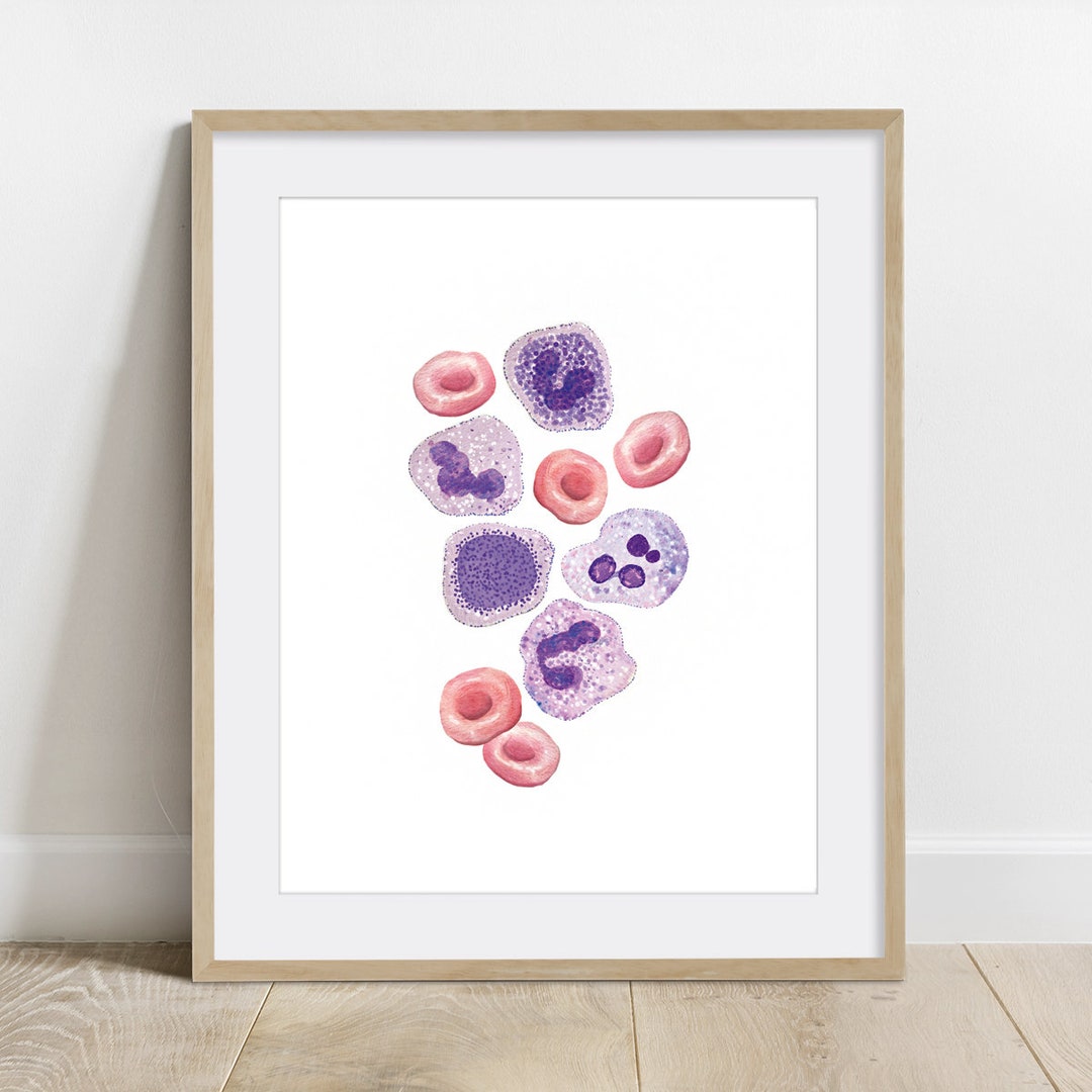 Blood Cells Biology Poster Science Art Print Red Blood Cell White Blood ...