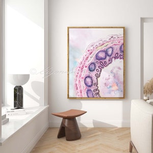 Appendix Histology Art, Watercolor Histology Art, Gastrointestinal ...