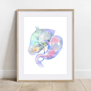 Feline Liver Biliary Tract Anatomy Art Print Veterinary - Etsy
