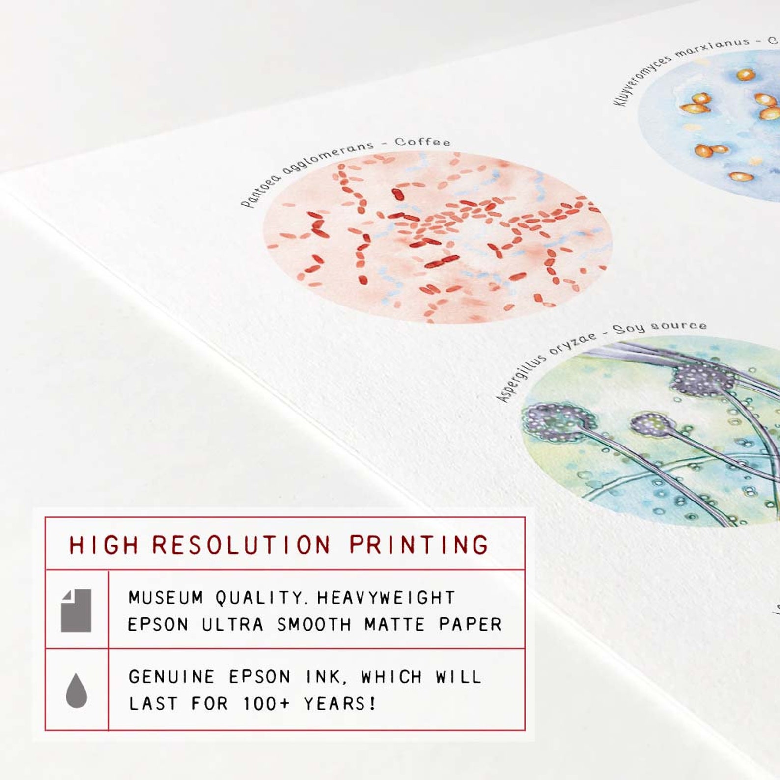 Food Fermenting Microbiome Collection Poster Bacteria Yeast | Etsy