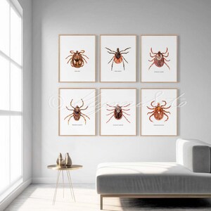 Tick Poster Set of 6, Tick Gallery Art Set, Tick Parasite Prints ...