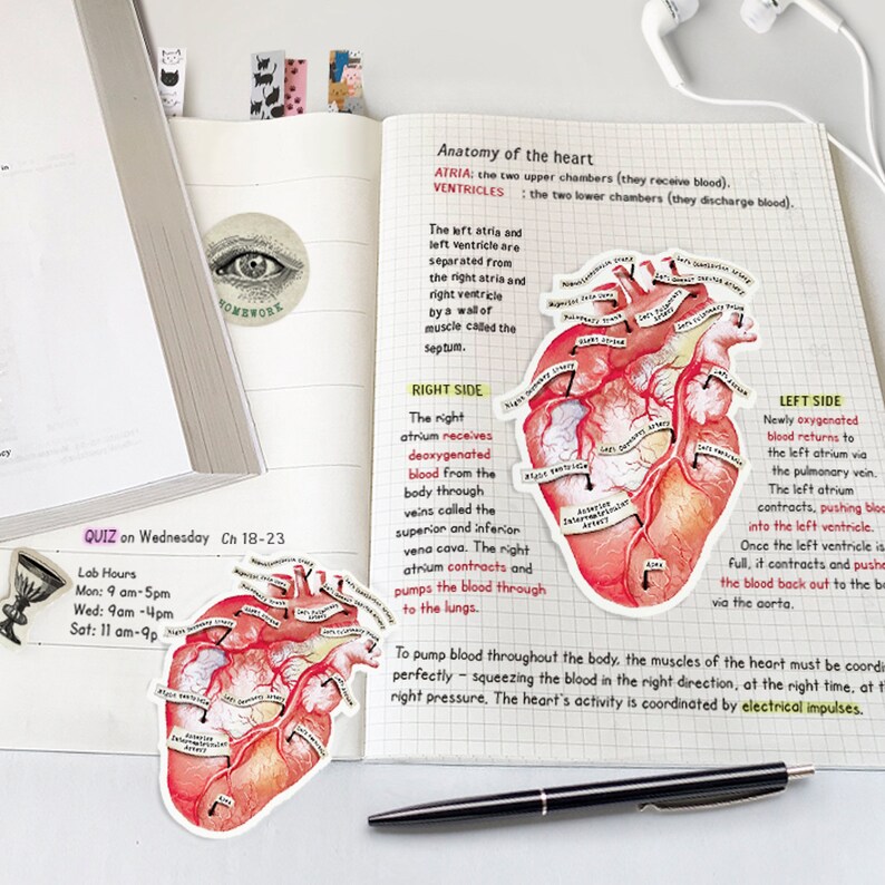 Anatomical Human Heart Vinyl Sticker Unique Decal - Etsy