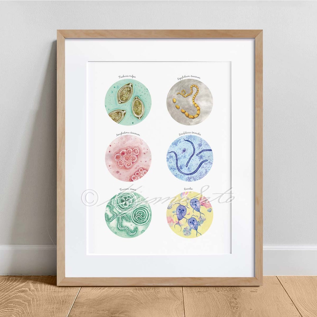 Canine Parasites Collection, Science Art, Microbiology Print ...