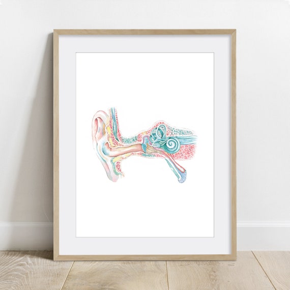 Ear Structure Art Inner Middle Outer Ear Art Print Biology - Etsy