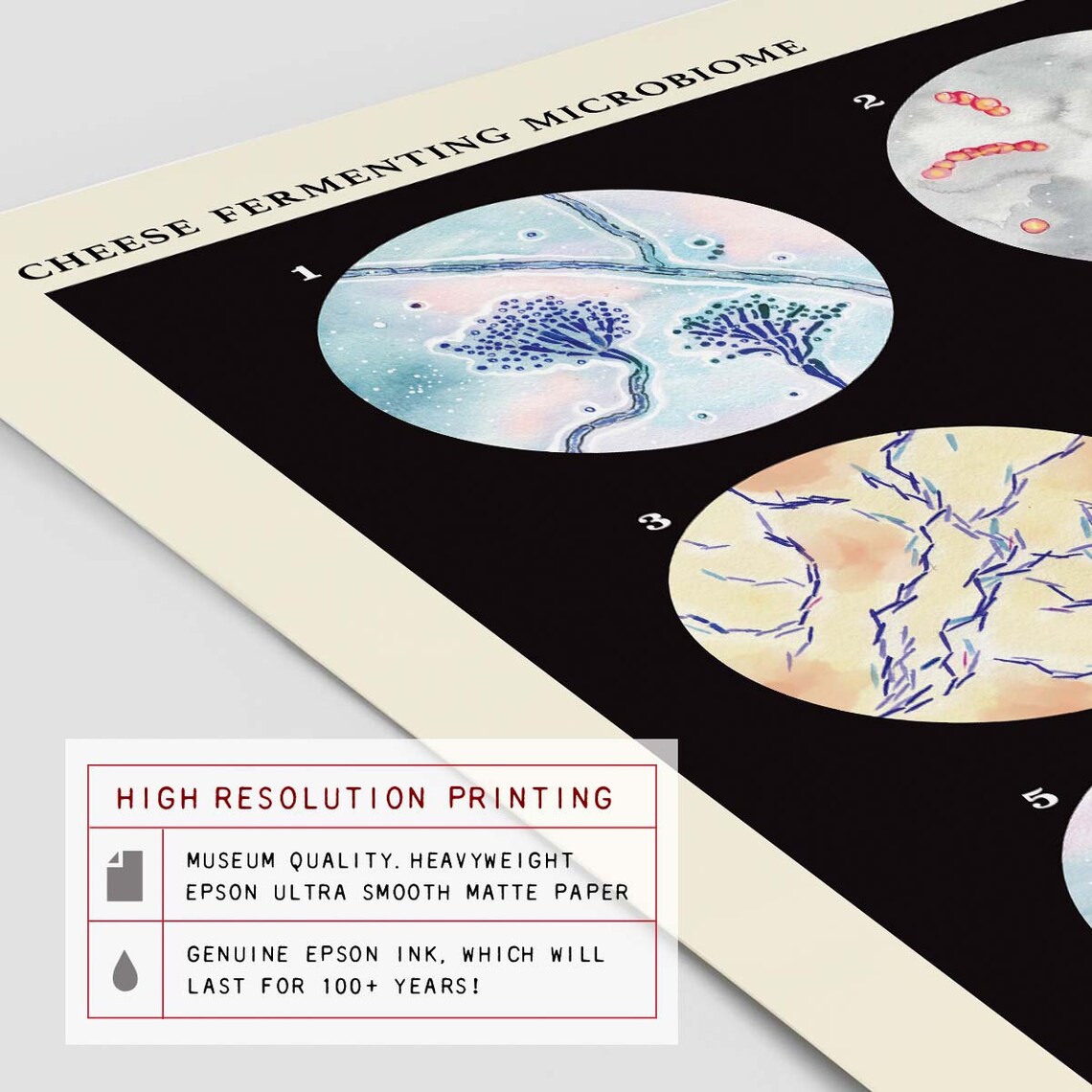 Cheese Fermenting Microbiome Collection Vintage Style Poster - Etsy