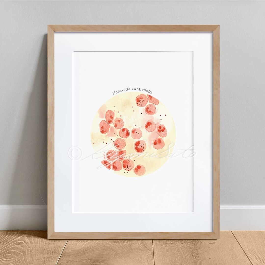 Moraxella Catarrhalis Science Art Poster, Microbiology Art Print ...