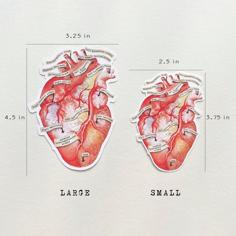 Anatomical Human Heart Vinyl Sticker Unique Decal - Etsy